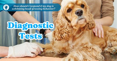 Understanding Dog Head Pressing: Causes, Symptoms, and Treatment — Vital Pet Life