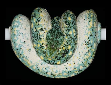 What Do Your Green Tree Python Setups Look Like Green Tree Pythons Morphmarket Reptile