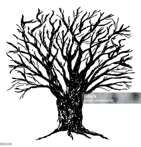 오래 된 오크 나무 벌거 벗은 단일 실루엣 스케치 벡터 손으로 그린 그림 흰색 절연 0명에 대한 스톡 벡터 아트 및 기타 이미지 0명 겨울 겨울나무 Istock
