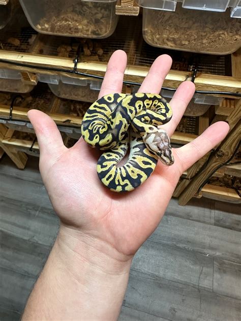 scaleleas head pastel crypton ball python by reptile bros morphmarket