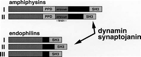 Major Pre Synaptic Dynamin Binding Partners Amphiphysin And Endophilin
