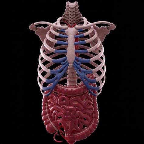 Anatomical Illustration Showing The Human Rib Cage And The Upper