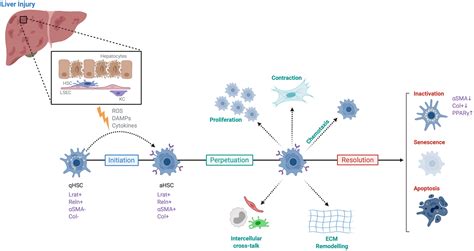 Hepatic Stellate Cell Regulation Of Liver Regeneration And Repair