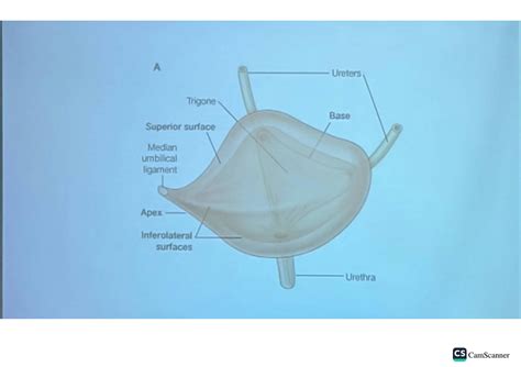 Solution Gross And Histology Of Ureter Urinary Bladder And Urethra Anatomy 08 18 2023 11 17