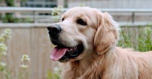 Golden Retriever Rescues In Colorado Adopt A Golden Retriever Near You