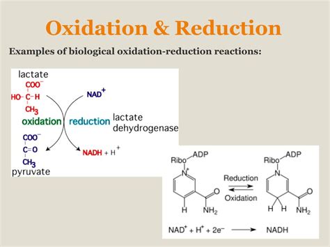 Ppt Cell Respiration Powerpoint Presentation Free Download Id6575229