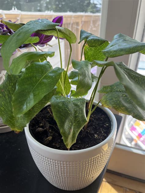 Unknown Pods In Plant Rhouseplants