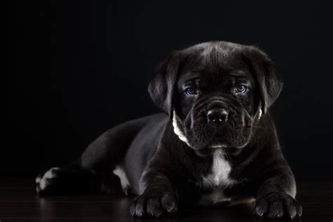 Dogs Cane Corso Black Black Background Hd Wallpaper Rare Gallery
