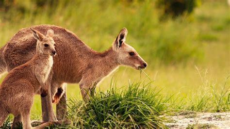 Kangaroo Teeth Grow Forever And Keep A Record Of Their Owners Age