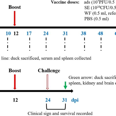 Duck Experimental Workflow A Schedule Of Vaccination And Sample