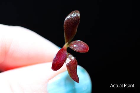 Bucephalandra Brownie Ghost 2011 Online Aquaria