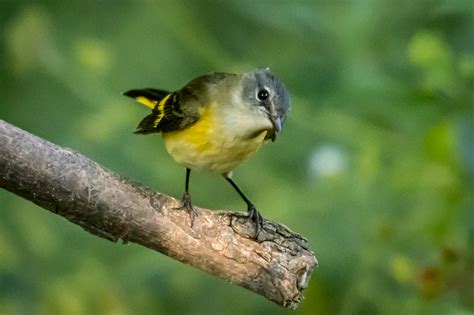 Quizzical Look Great Bird Pics Quizzical Look Great Bird Pics