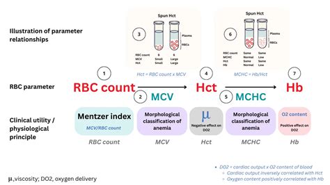 Overview Of RBC Parameters And Indices Nigerian Health Blog
