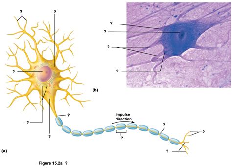 Neuron Diagram Quizlet