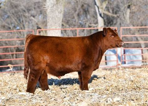 Wc Password • Cattle Visions • Premier Multi Breed Online Semen