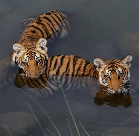 Swimming Lessons Scrolller