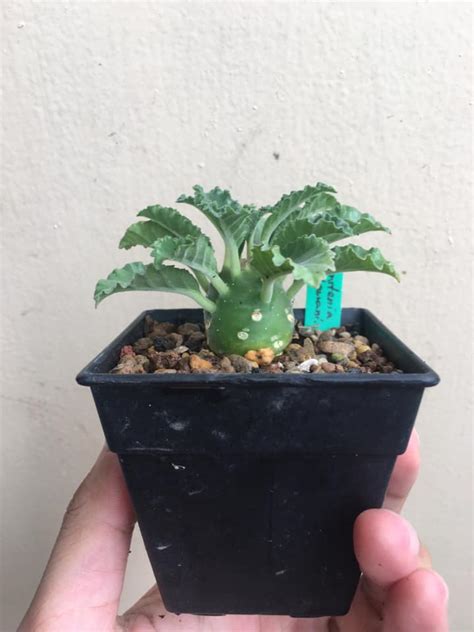 แบ่งขายไม้เล็กๆ Bonsai Bye Me And กระถางเซรามิก