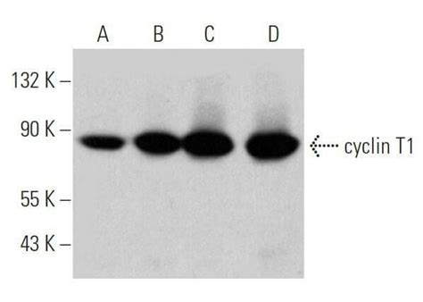Cyclin T1 Antibody E 3 Scbt Santa Cruz Biotechnology
