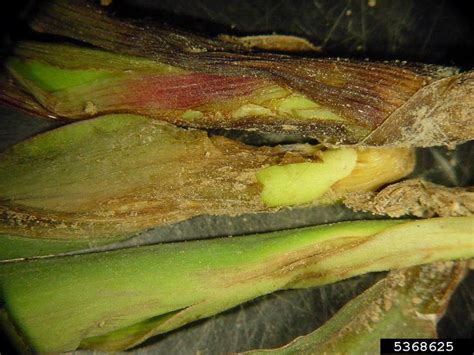 Pythium Diseases Genus Pythium Pringsh