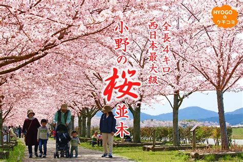 4000本もの桜並木が続く「武庫川桜づつみ回廊」 ライトアップも実施！ 口コミ 【公式】兵庫県観光サイト Hyogo ナビ 知っておきたい観光情報が盛りだくさん！