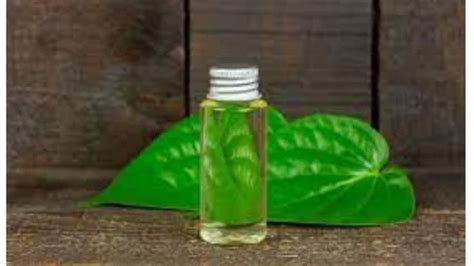 Betel Leaf Oil At Rs 10000 Kg Piper Betle In Noida Id 26452192597