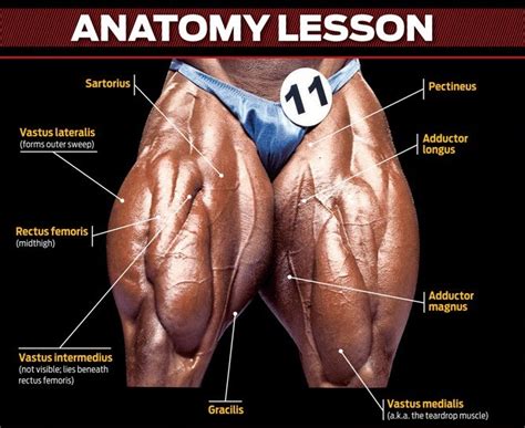 8 Best Outer Quad Exercises For A Killer Leg Sweep Fitness Volt