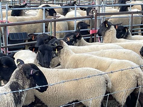 Regulin Ceva Ruminants Uk