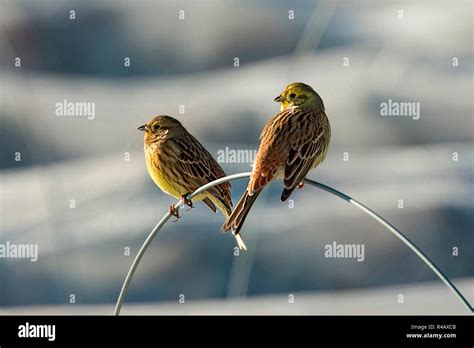 Emberiza Citrinella Immagini E Fotografie Stock Ad Alta Risoluzione Alamy