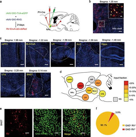 Monosynaptic Gabaergic Inputs To Snacpv Neurons Mainly Stem From The