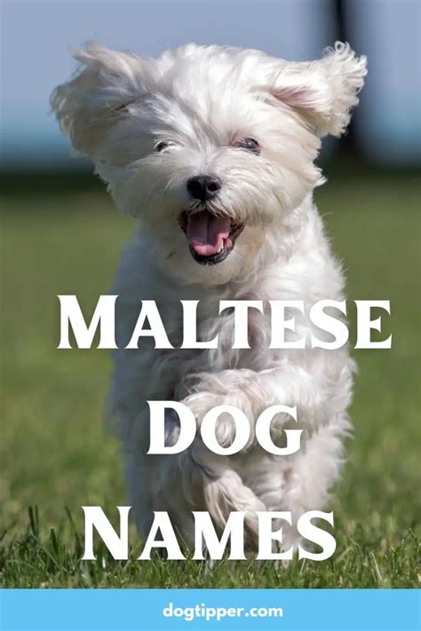 70 Maltese Dog Names For Your Maltese Or Malshi