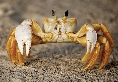Regression With A Crab Age Dataset By Varunchindage Medium