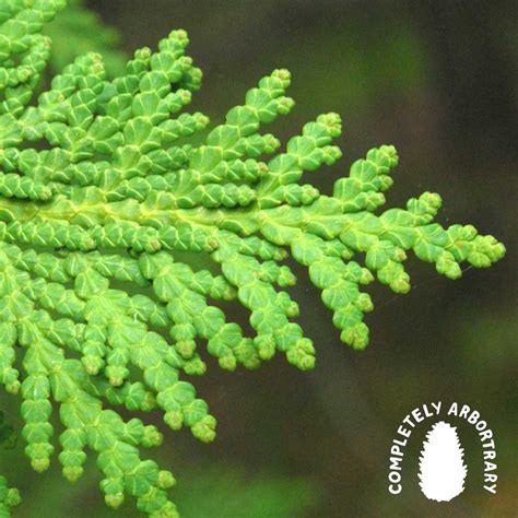 Arborvitae Thuja Occidentalis — Completely Arbortrary