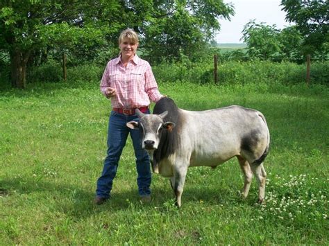 Miniature Brahman