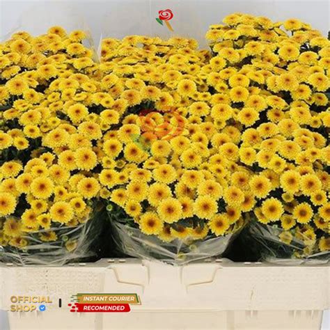 Jual Bunga Aster Calimero Kermit Aster Spray Bunga Potong Segar Orange Jakarta Barat