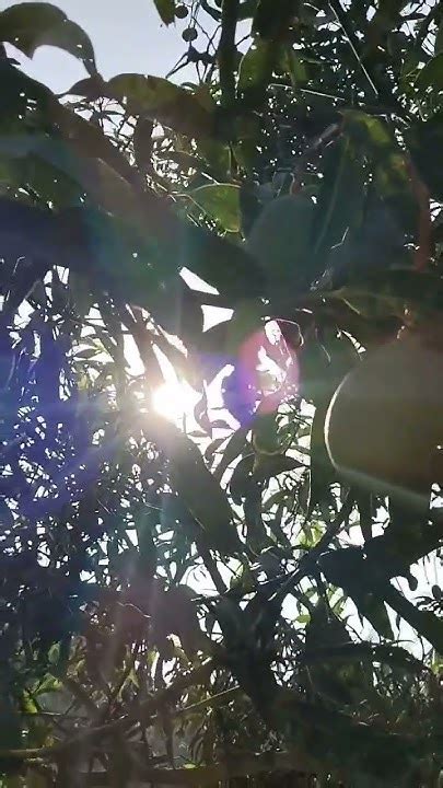 Mango 🥭🥭🥭 Youtube