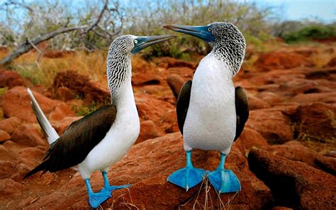 Seabirds Learn All About ‘em Part 3