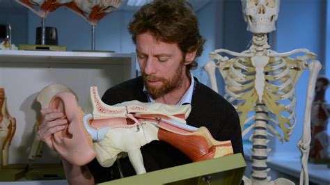 Anatomy Of Mastoiditis Or How An Ear Infection Can Get To The Brain