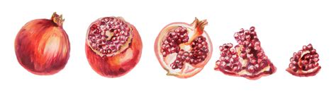 맛있는 석류의 수채화 수평 테두리가 조각으로 자릅니다 슬라이스 세트와 석류 전체 섬유 및 디자인에 대한 식물 학적 그림 손으로 그린 크리스마스 과일 0명에 대한 스톡 벡터