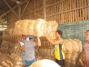 Philippines Fasrmcos Abaca A Strong Fiber Of Livelihood Apfp