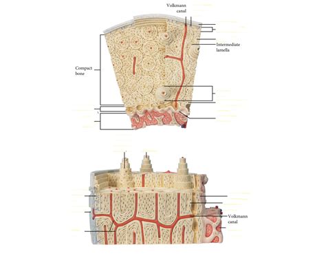 Osteon Model 1 Quiz