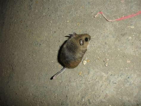 Mexican Volcano Mouse Alchetron The Free Social Encyclopedia