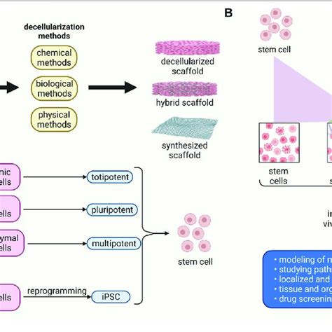 Decellularization Methods And Agents Download Scientific Diagram