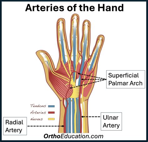 Anatomy Of The Hand Wrist And Forearm Hand Education