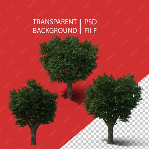 Premium Psd Tree Png