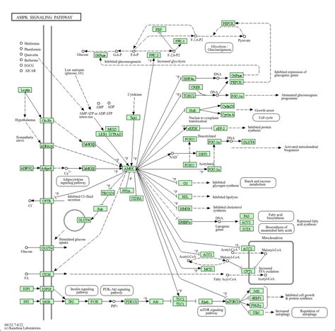 Kegg Pathway Ampk Signaling Pathway Homo Sapiens Human