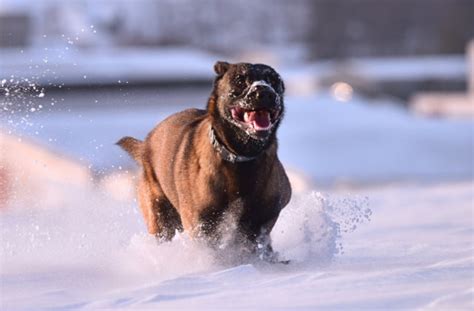 狗狗尿血是怎么回事，这意味着什么？ 知乎