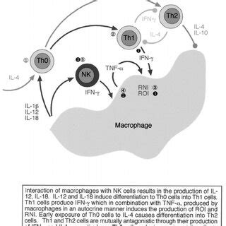 Influence Of Sex And Pregnancy Associated Hormones On The Development Download Scientific