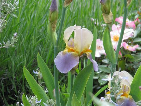 Iris Germanica Bearded Iris Plantshare