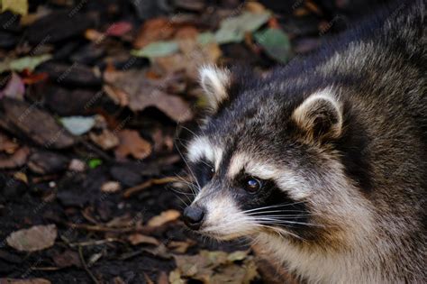 Premium Photo Raccoon Poloskun In Its Natural Habitat