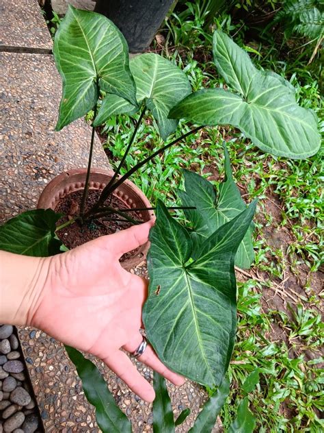 Assorted Plants Furniture And Home Living Gardening Plants And Seeds On